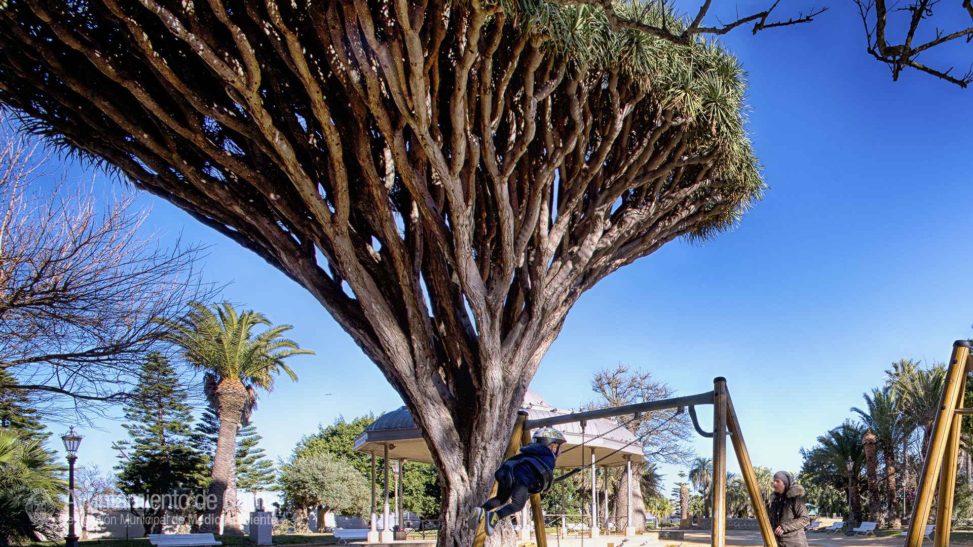 The scientific name of the Dragon Tree (Dracaena draco) comes from the ...