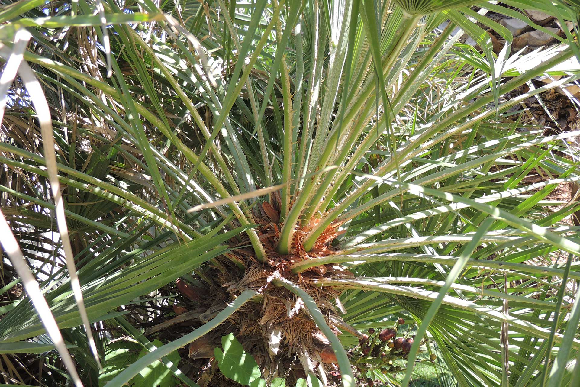 Los frutos y brotes tiernos del Palmito (Chamaerops humilis) son ...
