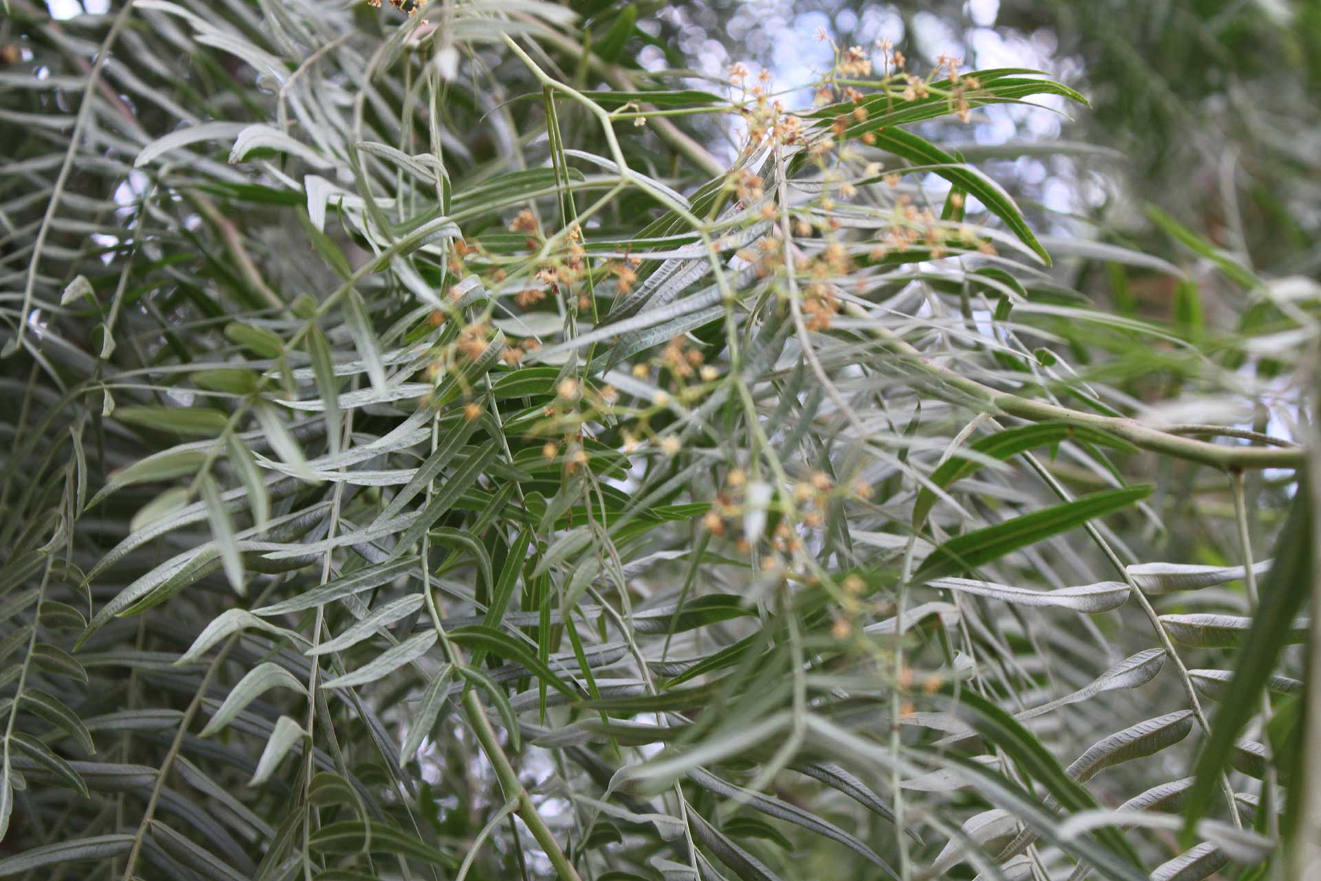 Los frutos del Falso pimentero (Schinus molle)…. | Zonas Verdes ...
