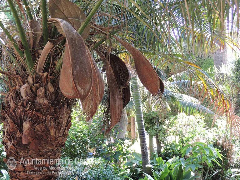 Phoenix roebelenii | Zonas Verdes, Parques y Jardines de Cádiz